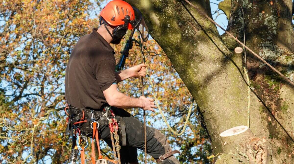 Why Hiring a Sydney Arborist Is Essential for Your Trees